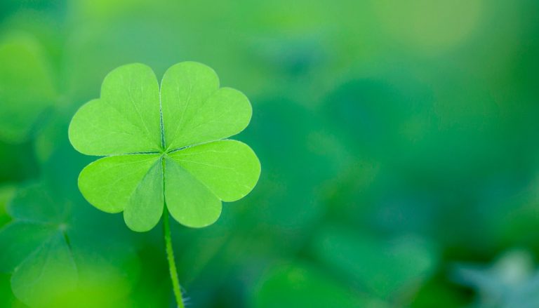 Trevo é uma planta herbácea de ampla incidência no hemisfério norte