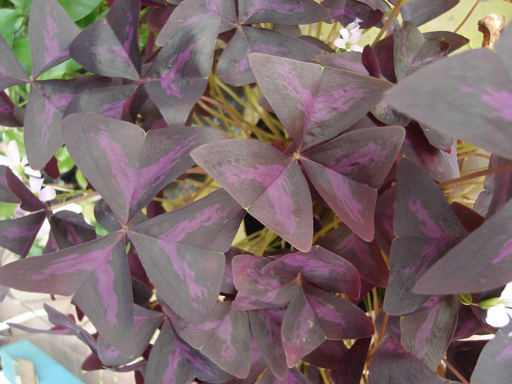 Trevo é uma planta herbácea de ampla incidência no hemisfério norte