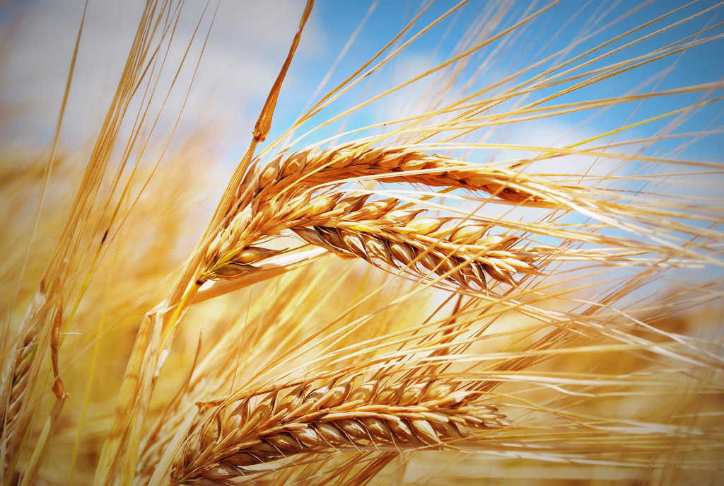 Trigo é cultivado mundialmente e base para uma infinidade de alimentos