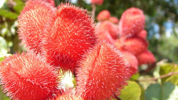 Urucum é um fruto de cor intensa que conta com tinta em suas sementes