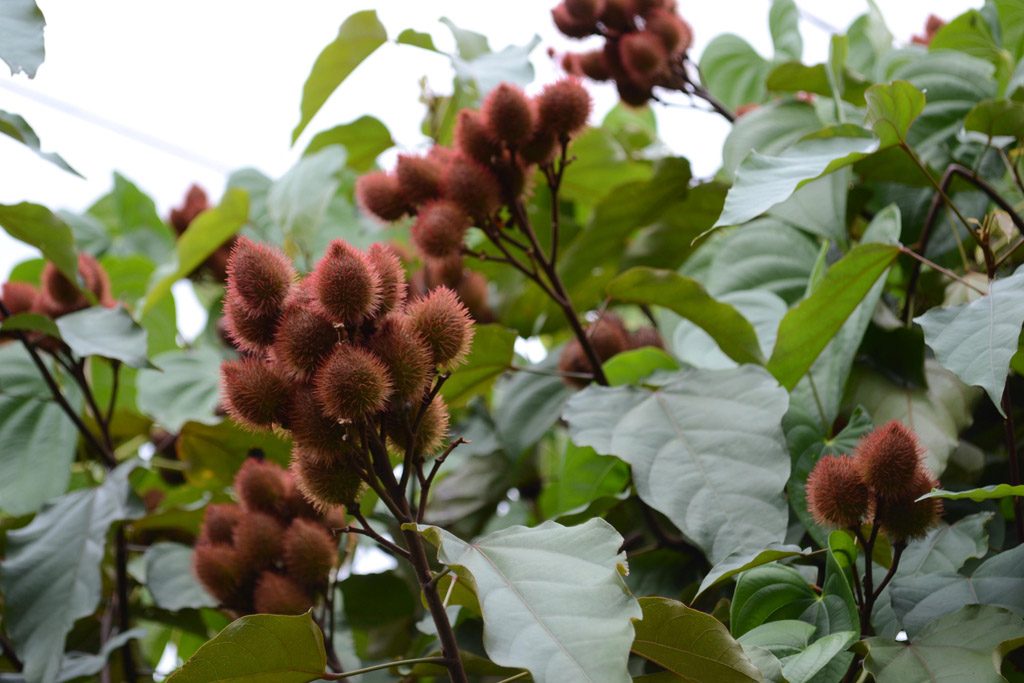 Urucum é um fruto de cor intensa que conta com tinta em suas sementes