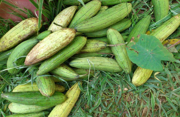 Bucha é uma planta tropical que exige condições especiais de cultivo