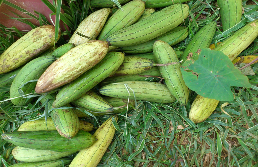 Bucha é uma planta tropical que exige condições especiais de cultivo