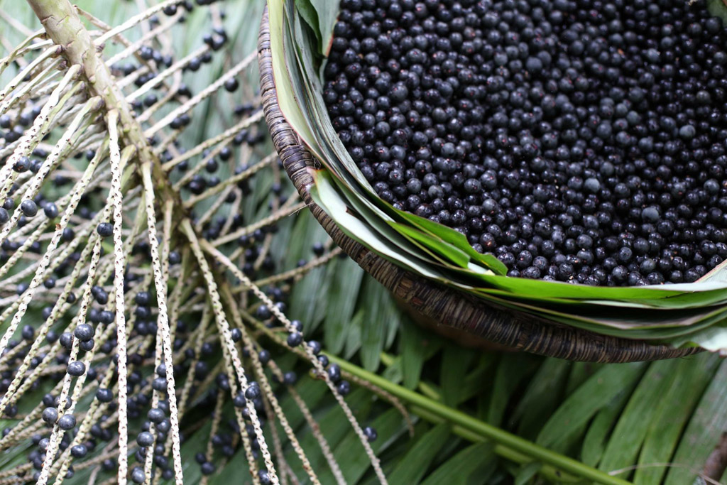 Açaí é fruto nativo da região amazônica e movimenta economia brasileira