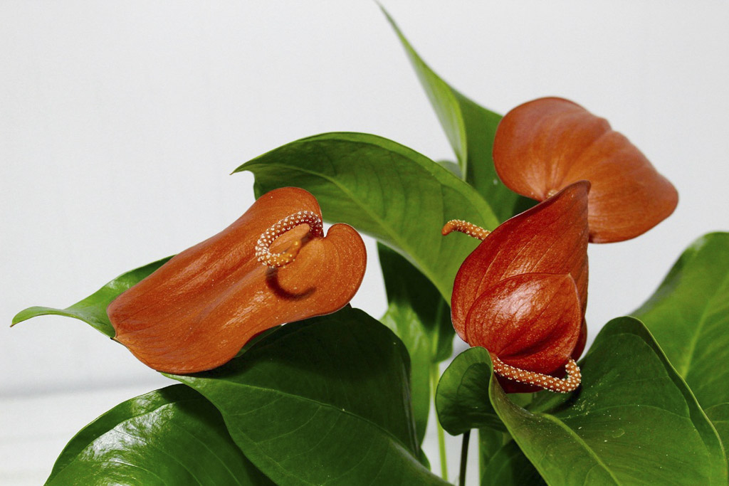 Antúrio é flor tradicional no paisagismo e tem cultivo descomplicado