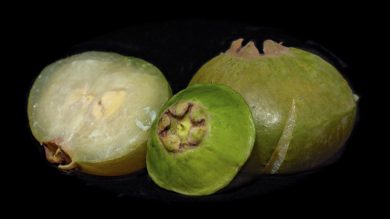 Cambuci é nativo da Mata Atlântica e rico em antioxidantes