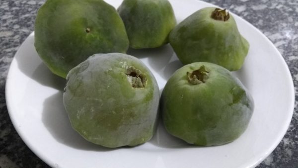 Cambuci é nativo da Mata Atlântica e rico em antioxidantes