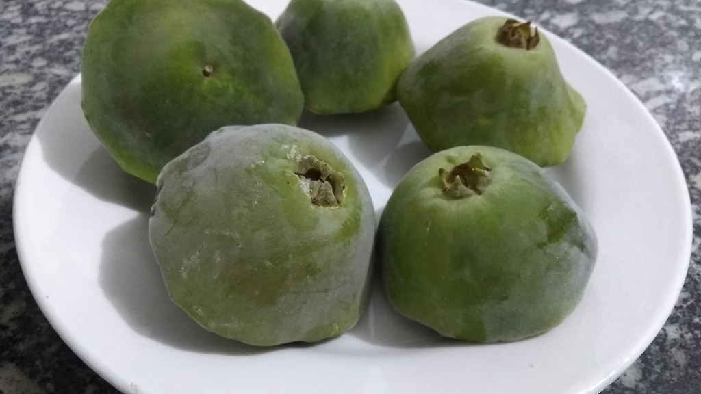 Cambuci é nativo da Mata Atlântica e rico em antioxidantes