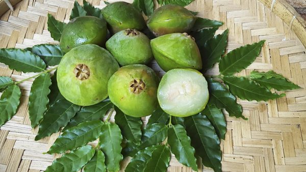 Cambuci é nativo da Mata Atlântica e rico em antioxidantes