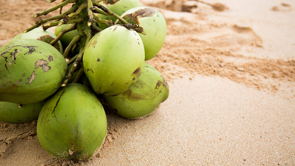 Coco é fruto muito benéfico amplamente produzido e consumido no Brasil