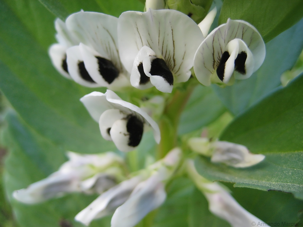 Fava é leguminosa de propriedades medicinais e variados benefícios