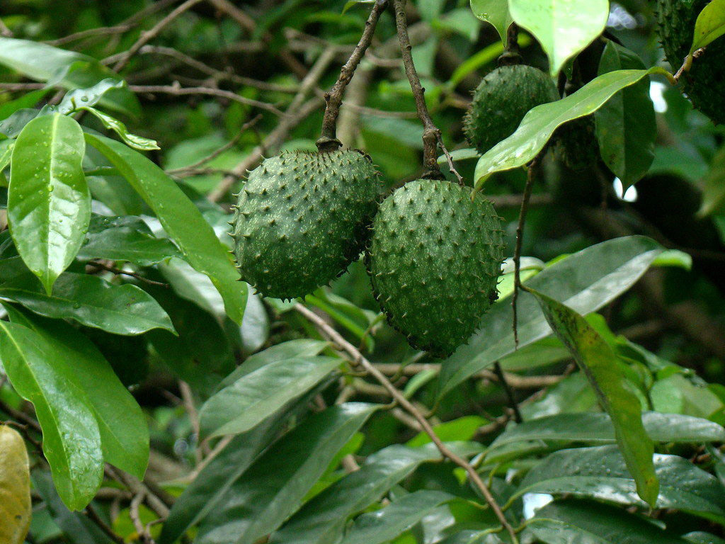 Graviola, originária das Antilhas, tem grande cultivo no Brasil