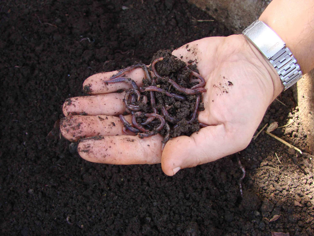 Húmus auxilia a fertilização do solo por meio de compostos naturais