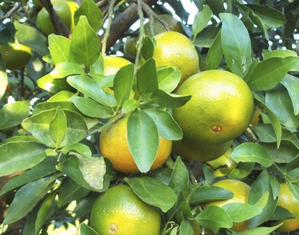 Laranja lima tem grande produção no Brasil, especialmente em Alagoas