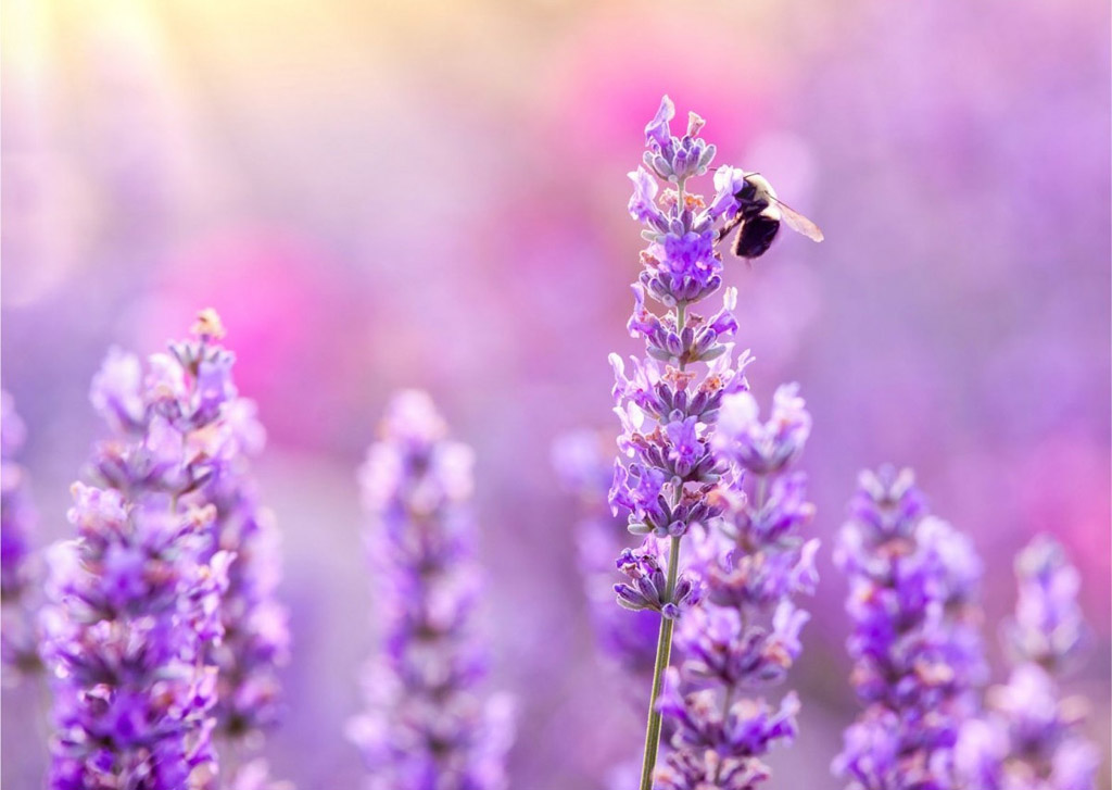 Lavanda tem boa produção e uso para fins medicinais e terapêuticos