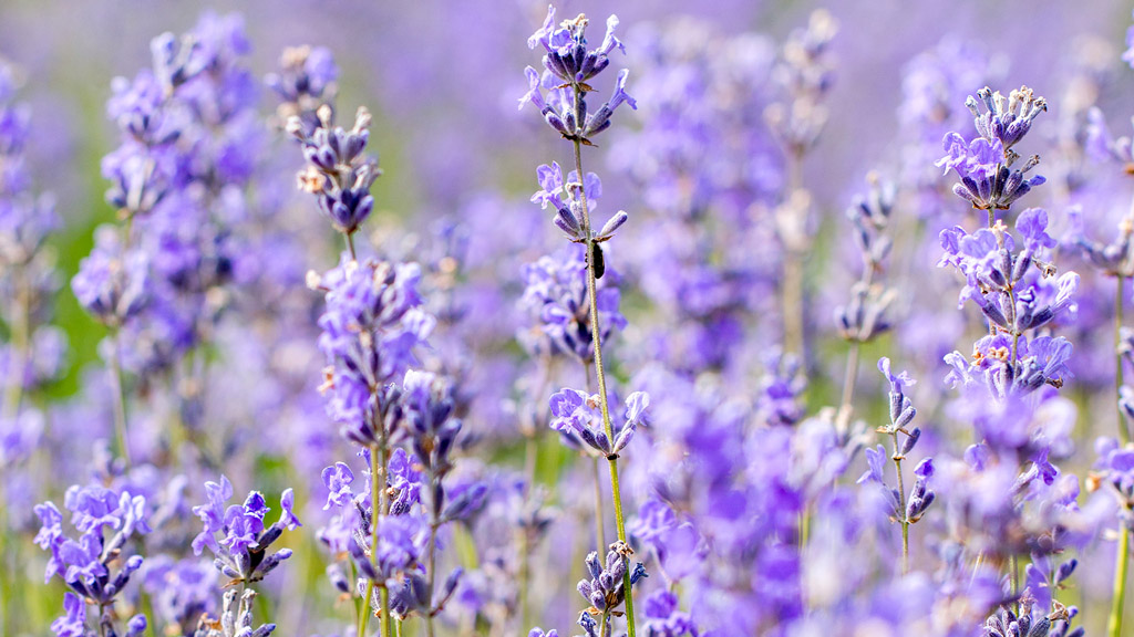 Lavanda tem boa produção e uso para fins medicinais e terapêuticos