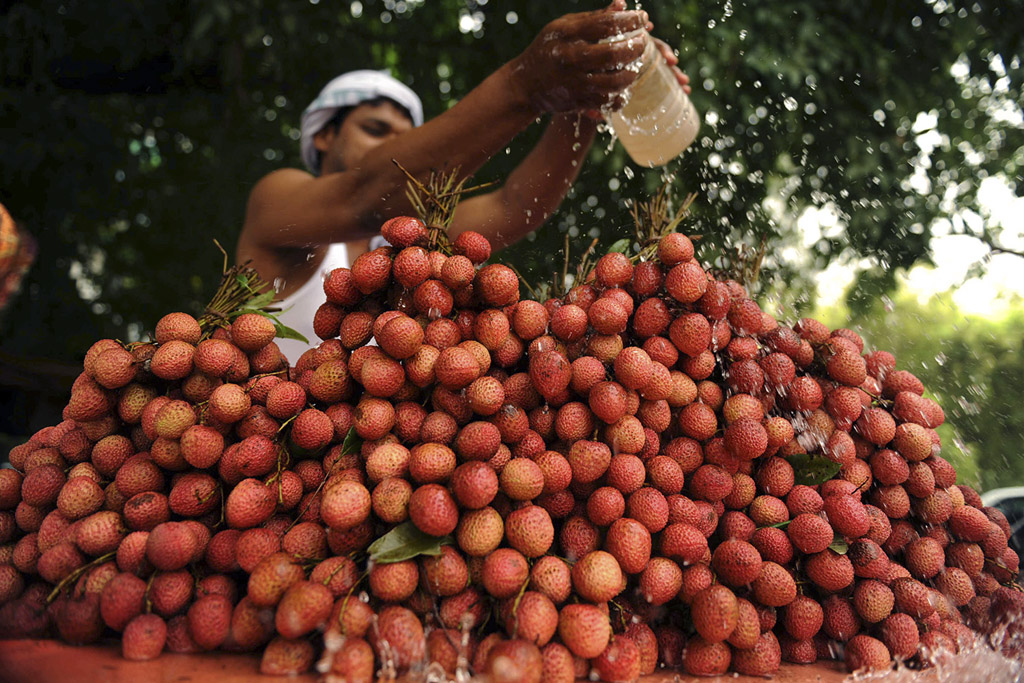 Lichia é fruta exótica que precisa do lugar adequado para se desenvolver