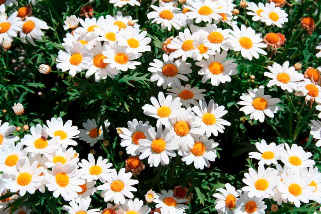 Margarida é flor ornamental de grande destaque no agronegócio brasileiro