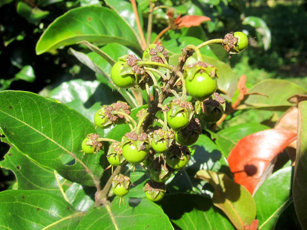 Murici é uma fruta nativa das regiões Norte e Nordeste do Brasil