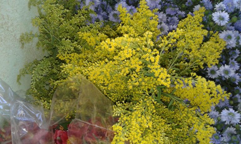 Flor tango é linda e delicada, ótima para arranjos de mesa