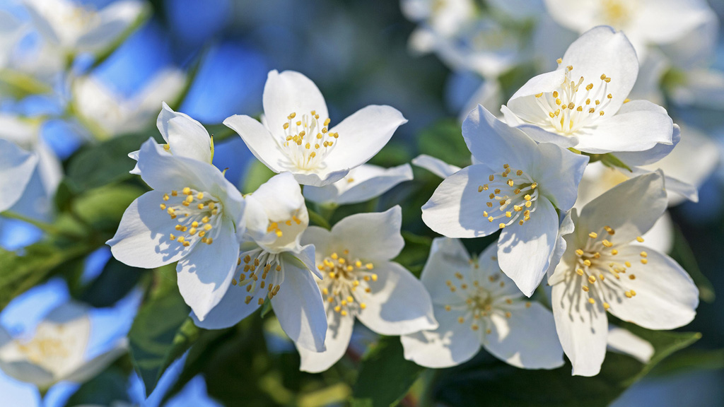 Jasmim é uma flor belíssima e de amplo cultivo no território nacional