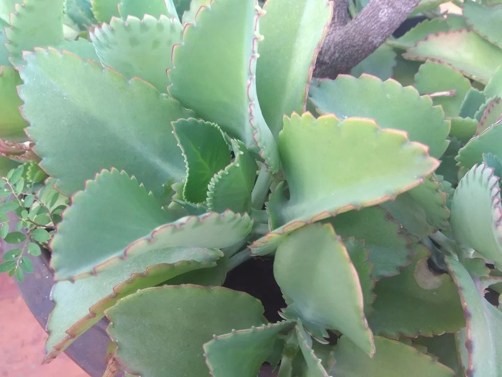 Aranto é planta que tem sido apontada como aliada para a cura do câncer