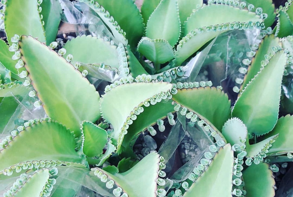 Quais São As Doenças Que O Aranto Cura - RETOEDU