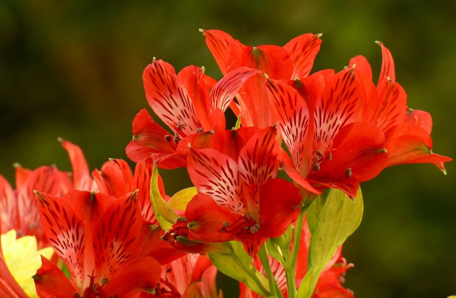 Astromélias são flores que simbolizam felicidade e gratidão