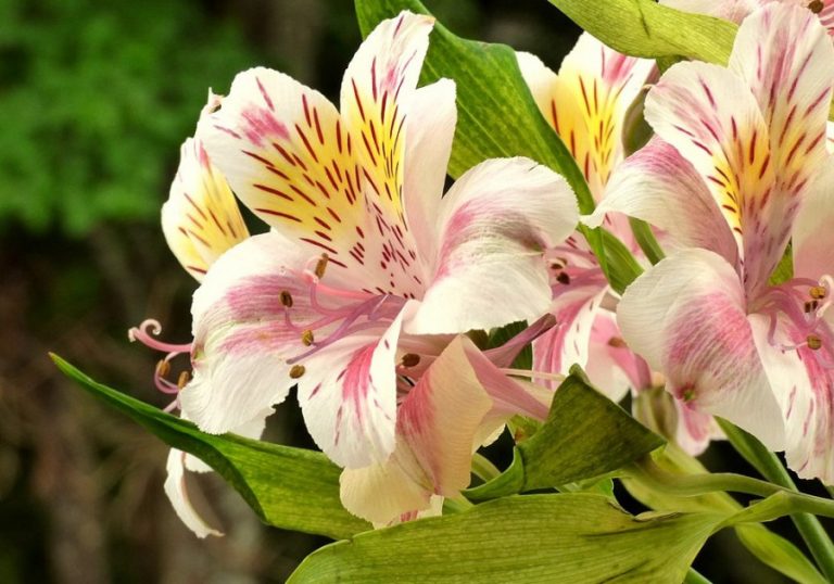 Astromélias são flores que simbolizam felicidade e gratidão