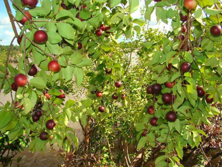 Camu camu é uma árvore frutífera com origem na Amazônia