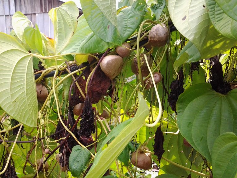 Cará moela é comparada ao inhame e requer cuidados no seu preparo