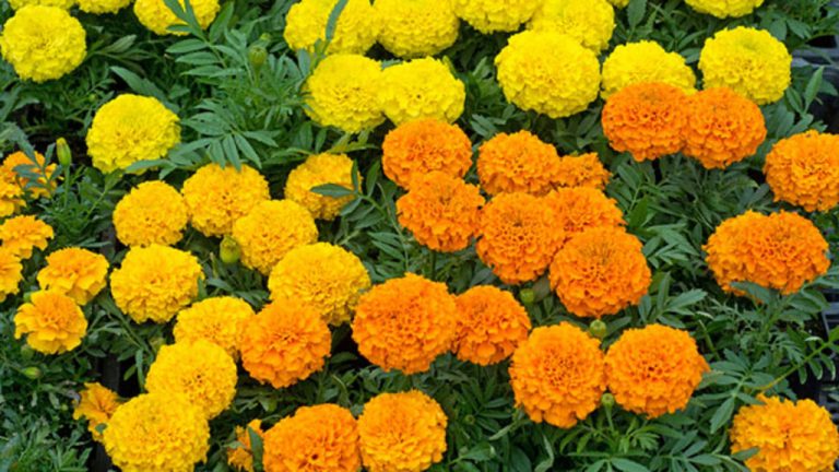 Cravo é uma planta que possui vários tipos e pode ser anual ou perene