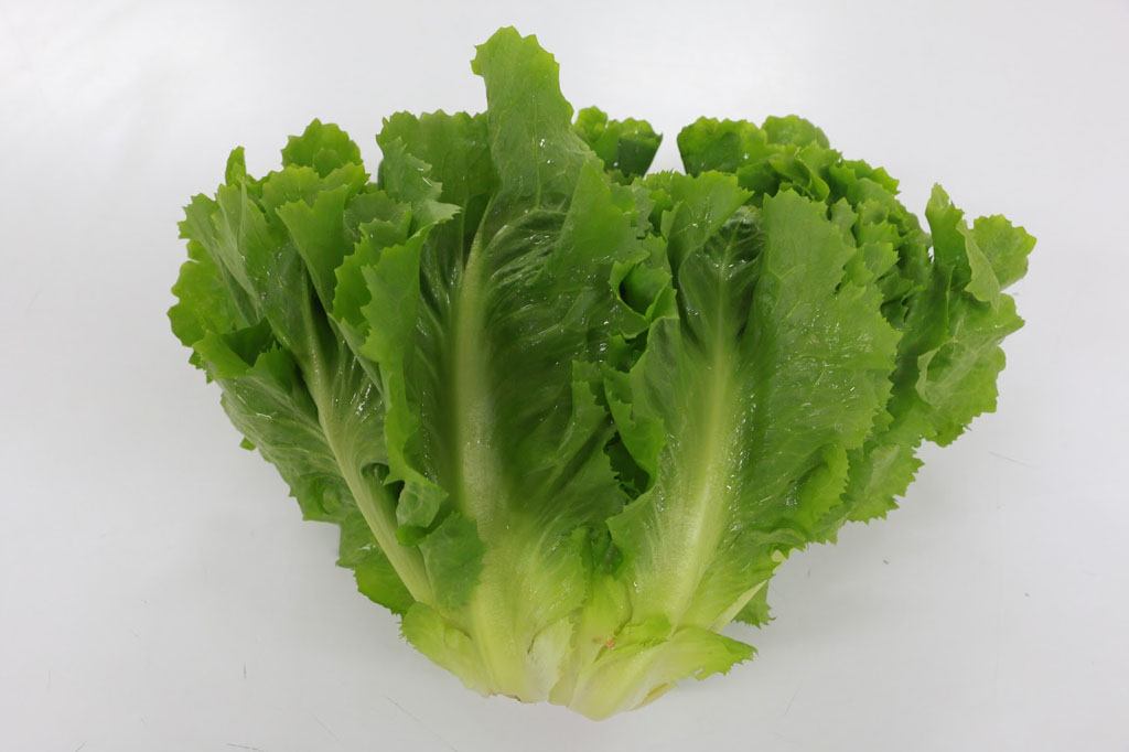 Escarola é comercializada em volume superior a 5 mil toneladas anuais