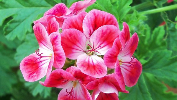 Gerânio é flor originária da África do Sul, Austrália e Nova Zelândia