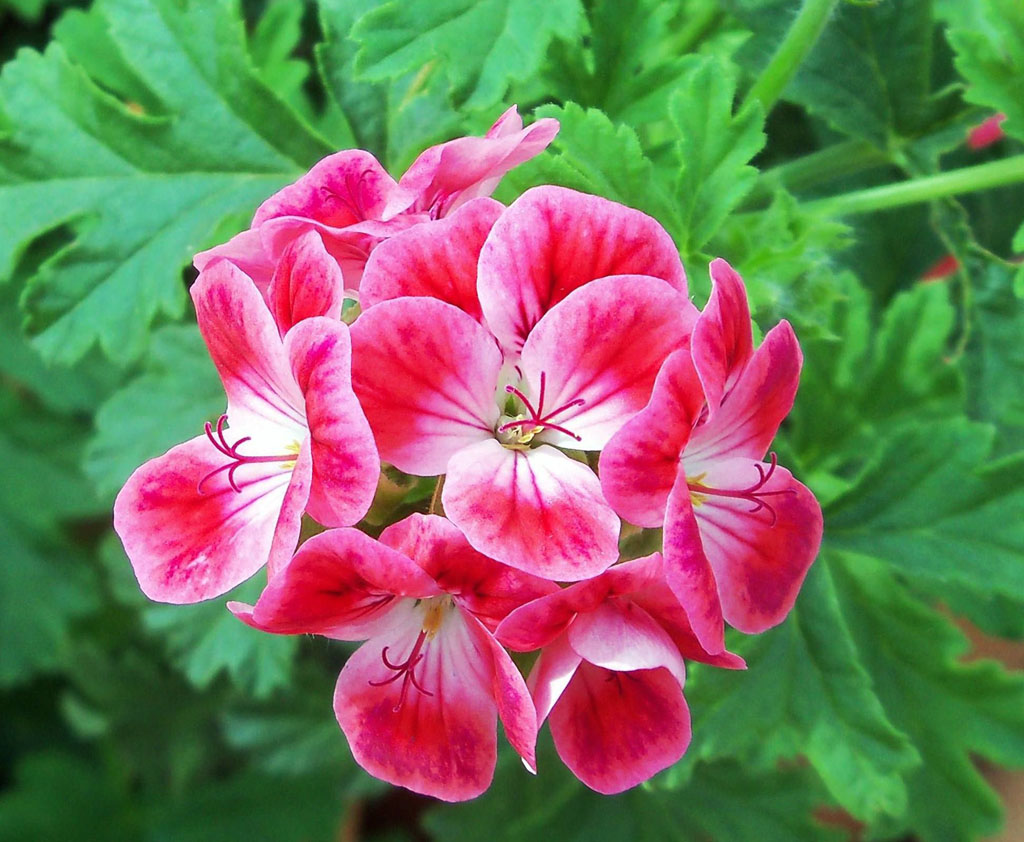 Gerânio é flor originária da África do Sul, Austrália e Nova Zelândia