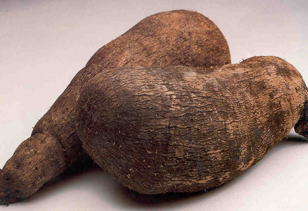 Inhame entrou no Brasil na colonização e hoje é amplamente cultivado