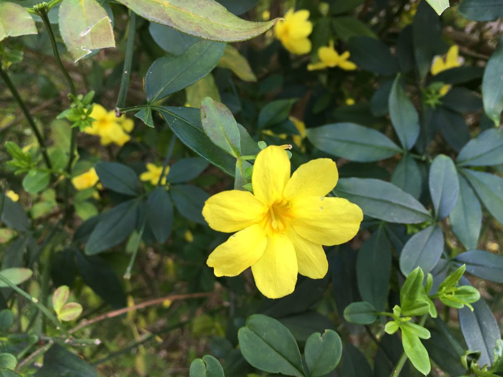 Jasmim amarelo é nativo do sul da China e do Vietnã e popular no Brasil