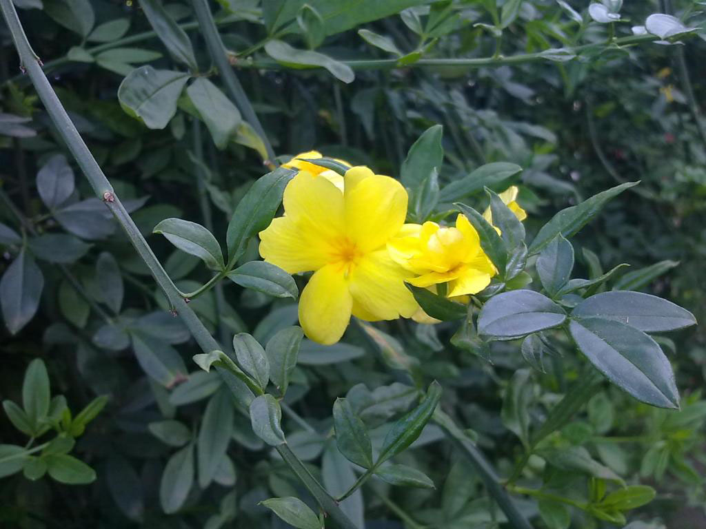 Jasmim amarelo é nativo do sul da China e do Vietnã e popular no Brasil