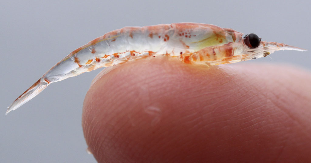 Krill é um crustáceo de grande importância na cadeia alimentar marinha