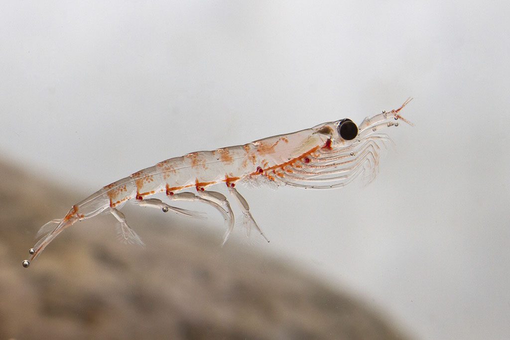 Krill é um crustáceo de grande importância na cadeia alimentar marinha