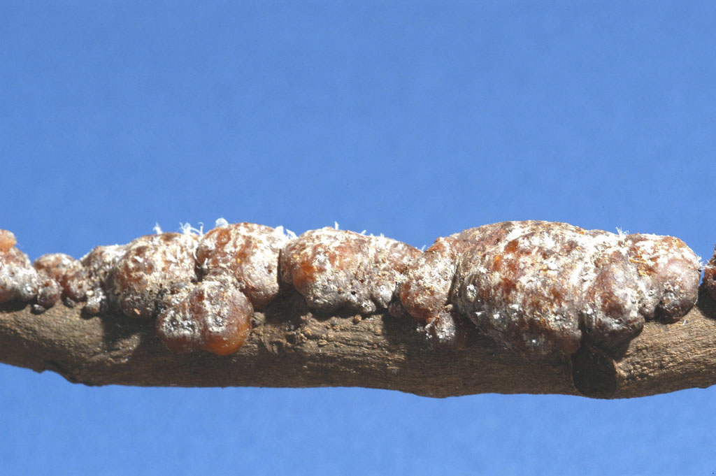 Laca é uma secreção de insetos produzida em algumas árvores