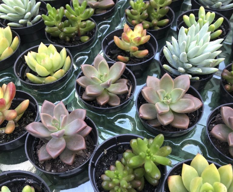 Mudas permitem um fácil manejo e podem render bons cultivos