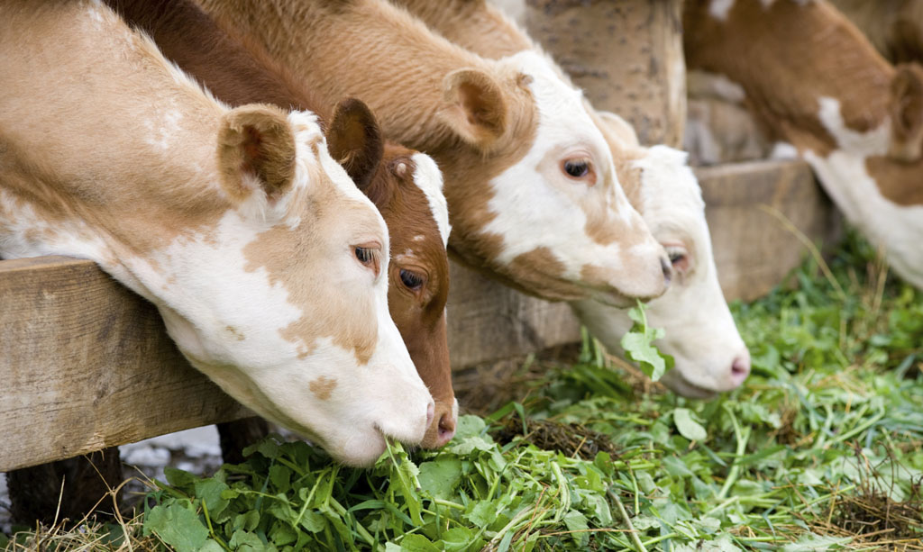 Nutrição animal é fator essencial para ter bons resultados na pecuária