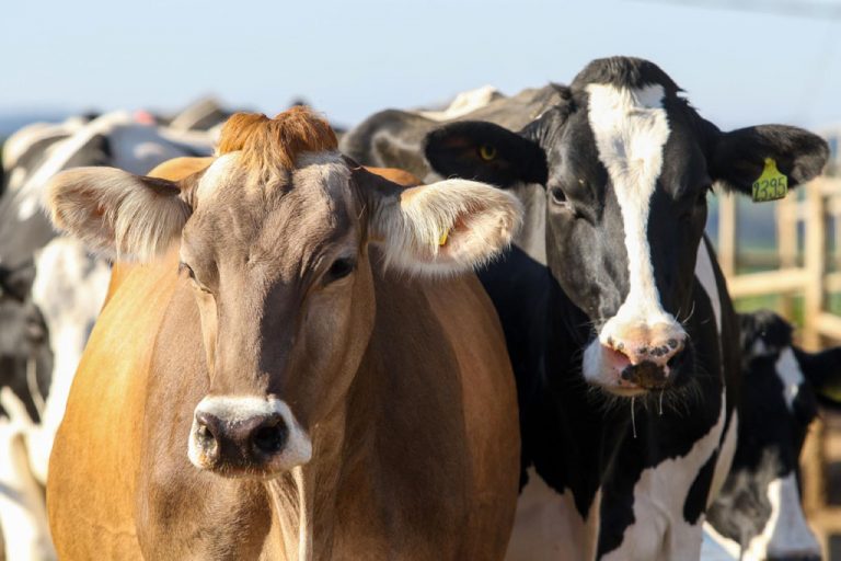 Nutrição animal é fator essencial para ter bons resultados na pecuária