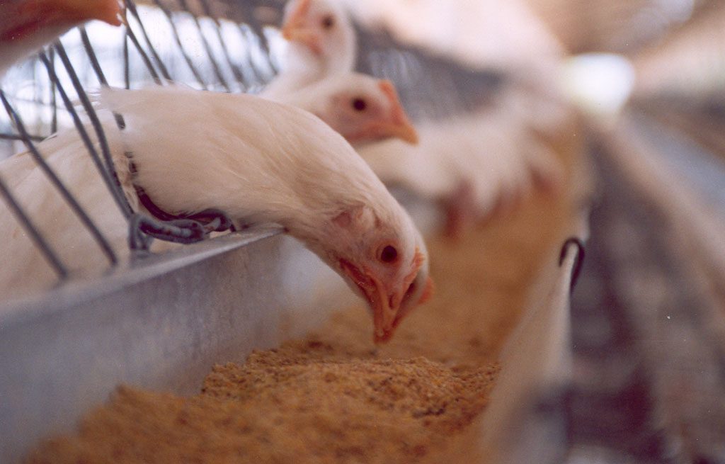 Nutrição animal é fator essencial para ter bons resultados na pecuária