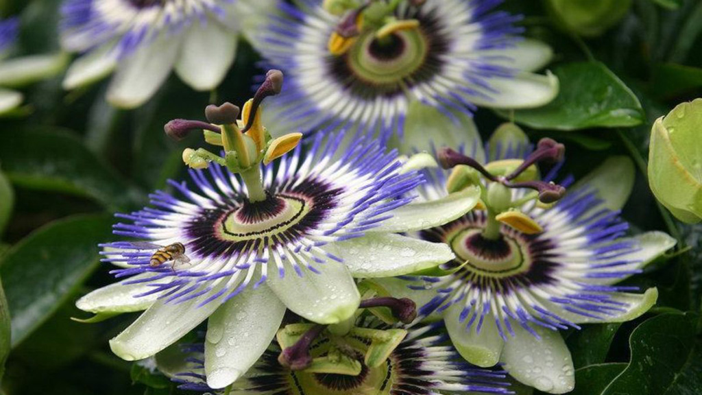 Passiflora é comum para fins medicinais por suas propriedades calmantes
