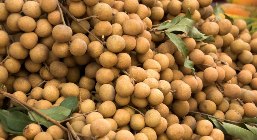 Pitomba é bastante comum na região amazônica e Mata Atlântica