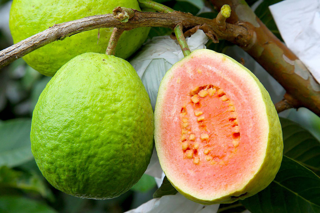 Goiaba é uma fruta deliciosa cujo plantio não tolera geadas ou ventos frios