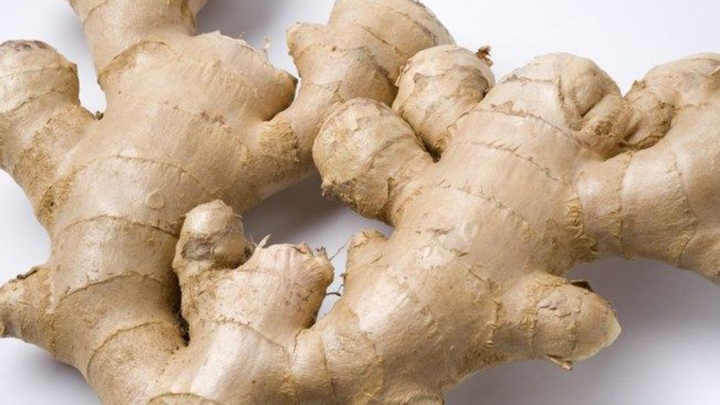 Rizoma é uma espécie de caule que cresce de modo horizontal