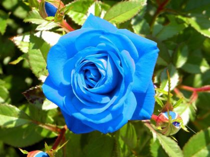 Rosas azuis são obtidas por meio de variações genéticas